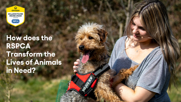How Does the RSPCA Transform the Lives of Animals in Need? – Omaze UK